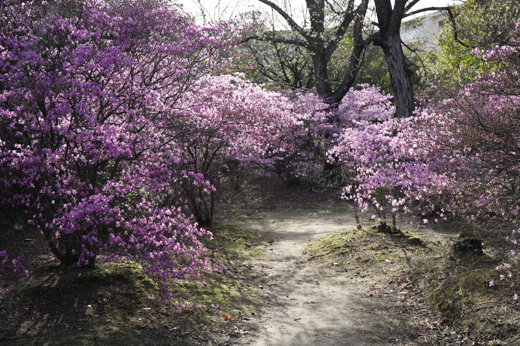 ツツジと桜が咲き乱れる廣田神社【西宮市】開花状況 | 神戸ファインダー