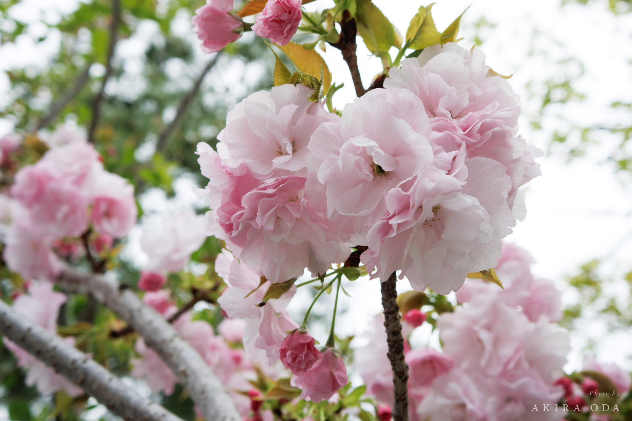 キヤノン PowerShot V1で撮った写真と動画をまとめて紹介！【作例ギャラリー】 | 神戸ファインダー